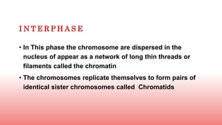 Review of cell division :- mitosis & meiosis pptx by Rutuja | PPTX