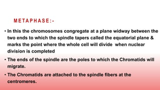 Review of cell division :- mitosis & meiosis pptx by Rutuja | PPTX