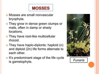 Bryophyte // Amphibians of plant kingdom | PPTX