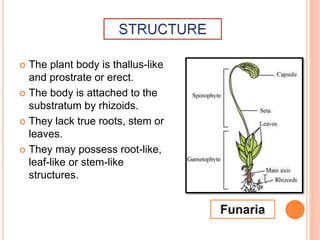 Bryophyte // Amphibians of plant kingdom | PPTX