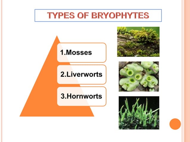 Bryophyte // Amphibians of plant kingdom | PPT