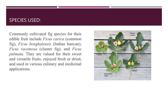 Non Traditional Potential Targeted Crops in Punjab: A Report Overview | PPT