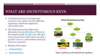Keys of Identification for Indian Wood: A Seminar Report | PPT