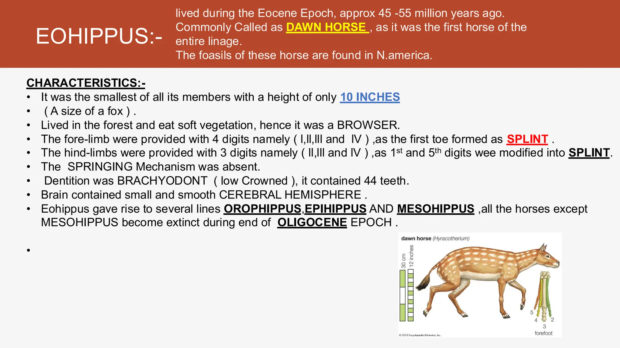 A detailed over view Phylogeny of horse | PDF