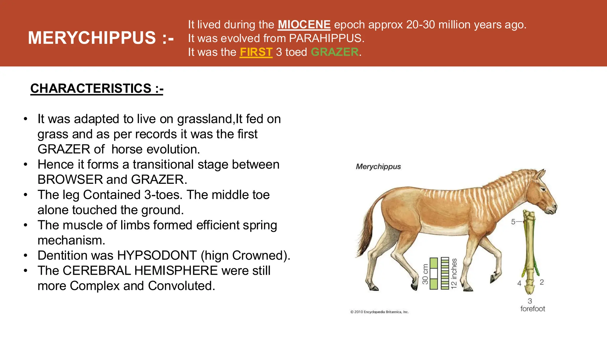 A detailed over view Phylogeny of horse | PDF