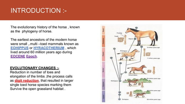 A detailed over view Phylogeny of horse | PPT | Free Download