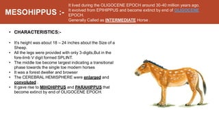 A detailed over view Phylogeny of horse | PPT
