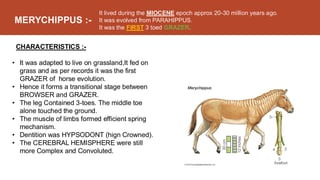 A detailed over view Phylogeny of horse | PPT