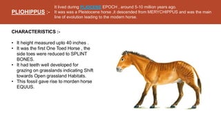 A detailed over view Phylogeny of horse | PDF