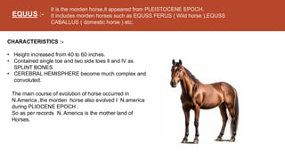 A detailed over view Phylogeny of horse | PPT