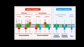 Document of transport across membrane system | DOCX