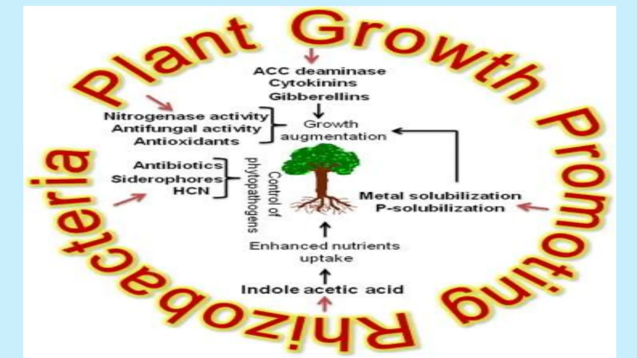 Plant growth promoting Rhizobacteria(PGPR) | PDF