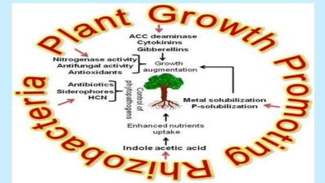 Plant growth promoting Rhizobacteria(PGPR) | PDF