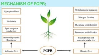 Plant growth promoting Rhizobacteria(PGPR) | PDF