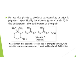 Golden Rice of genetic modification crop | PDF