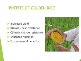 Golden Rice of genetic modification crop | PDF