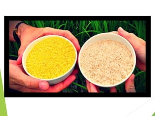 Golden Rice of genetic modification crop | PDF