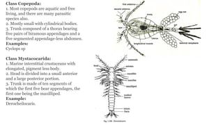 Classification of anthropoda and it's types..pptx