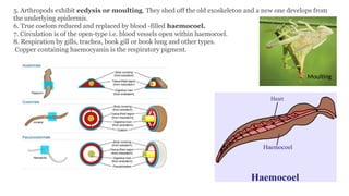 Classification of anthropoda and it's types..pptx