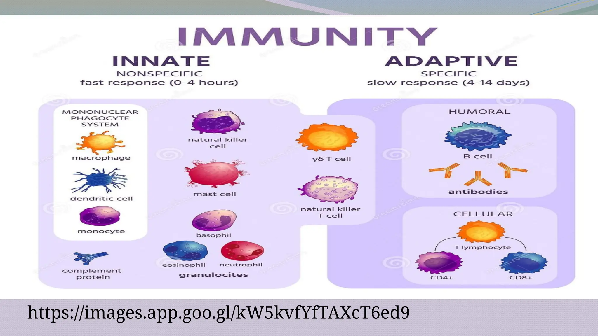 Types of immunity -Immune system and immunotechnology | PPTX