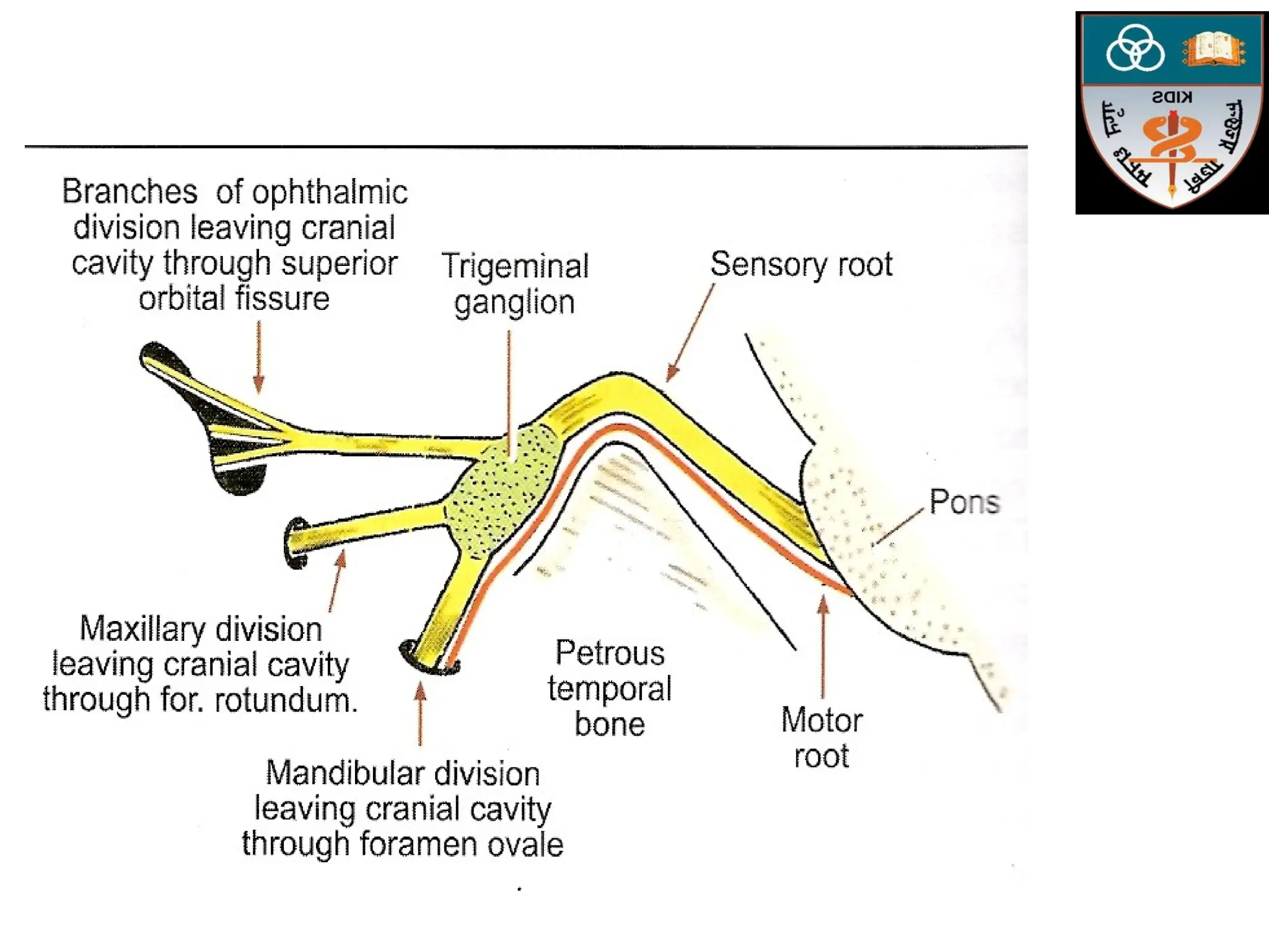 Signs, symptoms and treatment of Trigeminal Neuralgia | PPTX | Dental ...