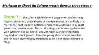 Meristem culture or shoot tip culture for virus free plant production ...