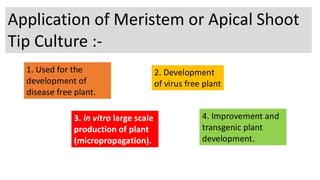 Meristem culture or shoot tip culture for virus free plant production ...