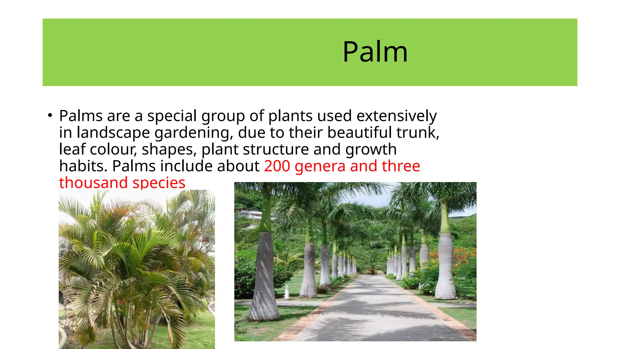 Propagation of palms in landscape and it's methods | PPTX