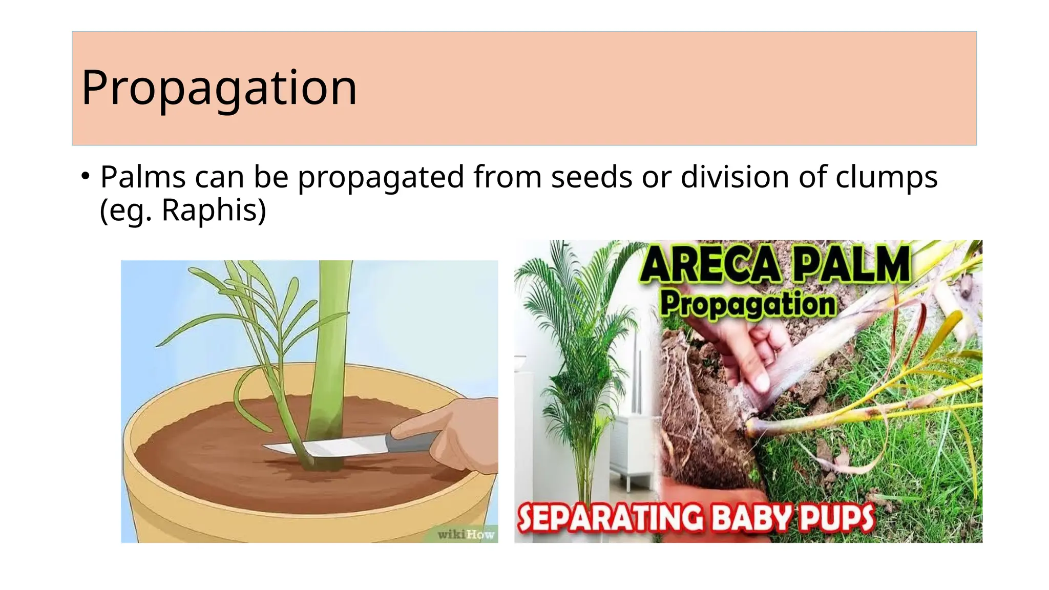 Propagation of palms in landscape and it's methods | PPTX