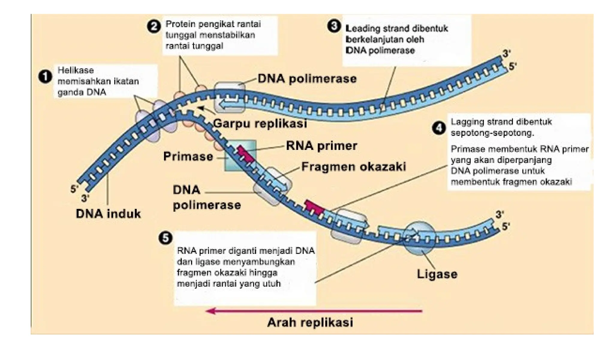 MATERI GENETIK BIOLOGI DAN SINTESIS PROTEINKELAS XII SMA | PPTX