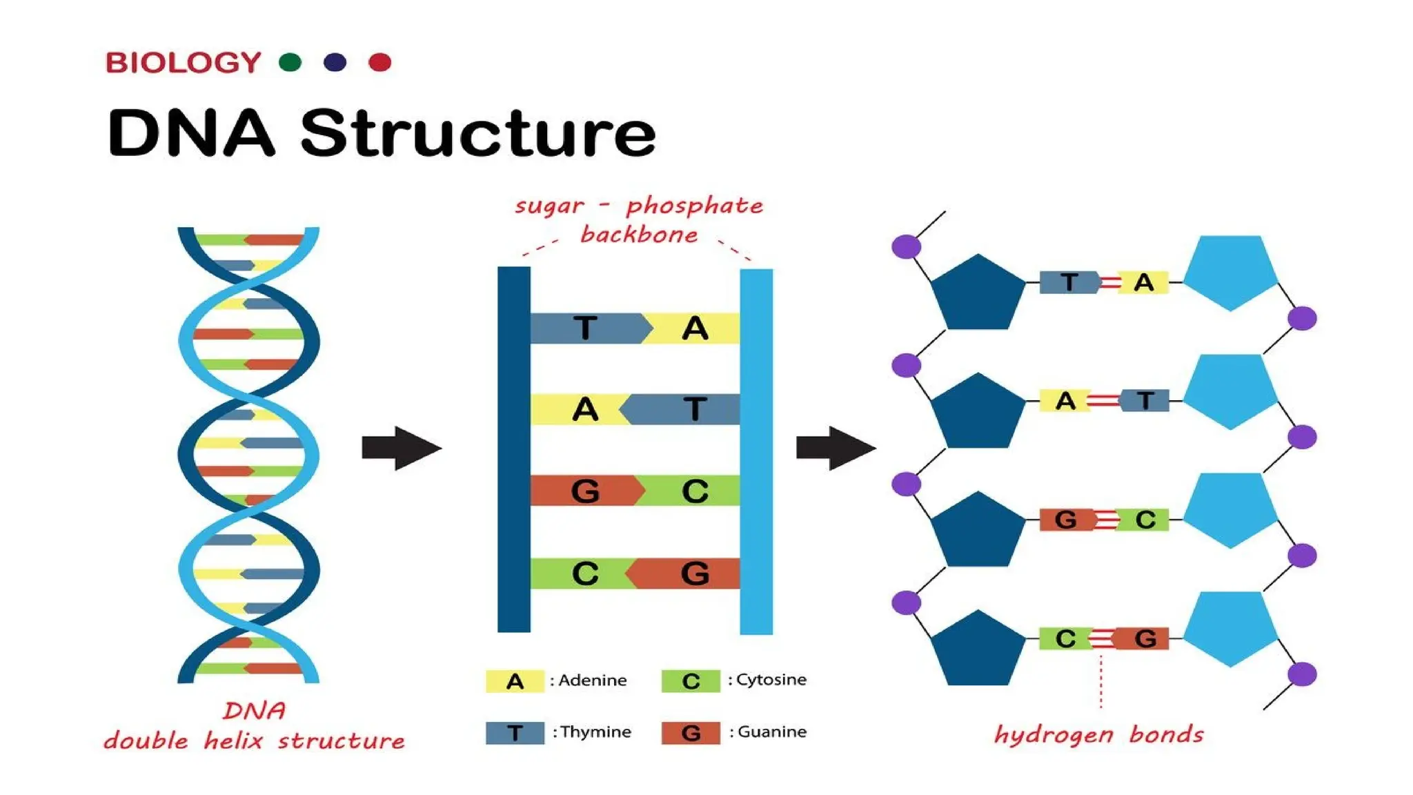 MATERI GENETIK BIOLOGI DAN SINTESIS PROTEINKELAS XII SMA | PPTX