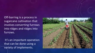 Stubble shaving and off barring in sugarcane | PDF