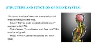 Nervous system and it's classification .pdf