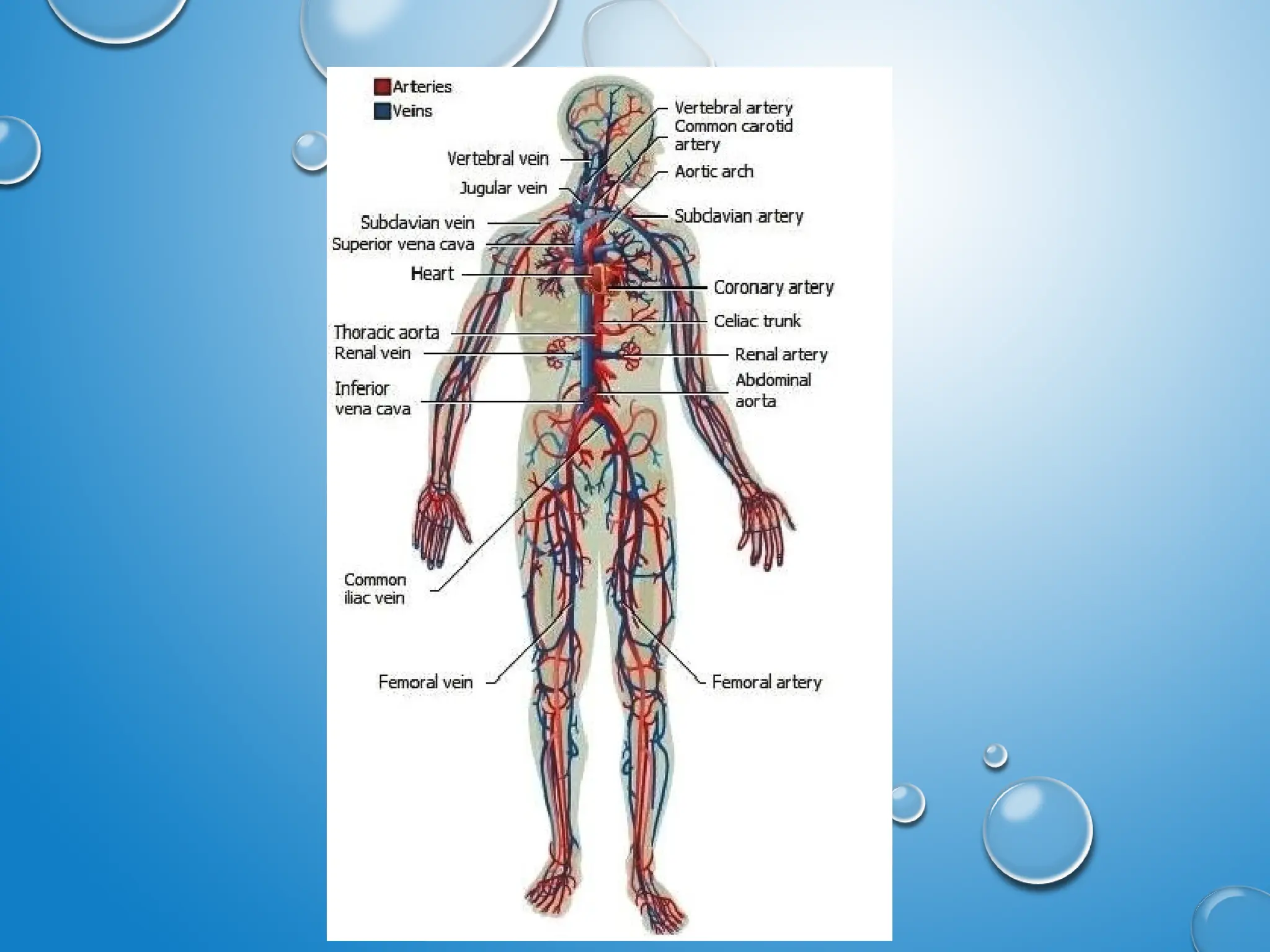 Circulatory system ,parts and functions , disease | PPTX