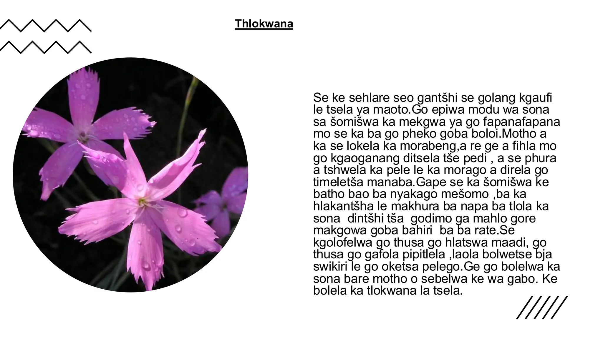 AFT 220 Morero wa tiragatšo ya Podilane Mankga-Tlhokwana | PPT