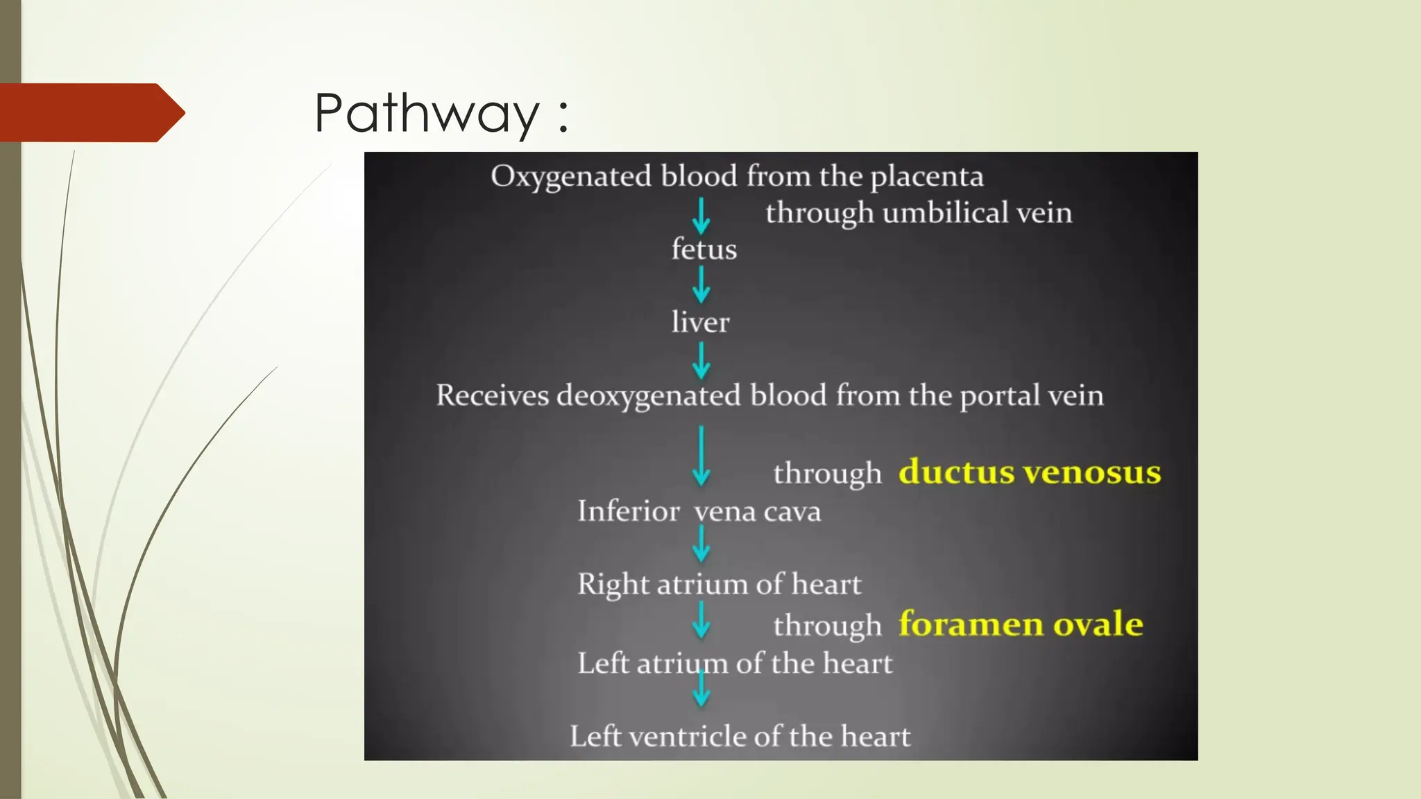 DOC-20241014-WA0051 fetal circulation.pptx