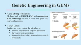 Genetically modified organisms (GMO) .pptx
