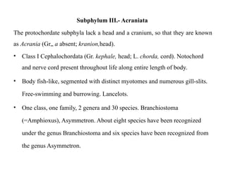 Phylum chordates pptx free to use for students | PPT