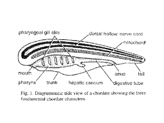 Phylum chordates pptx free to use for students | PPT