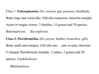 Phylum chordates pptx free to use for students | PPT