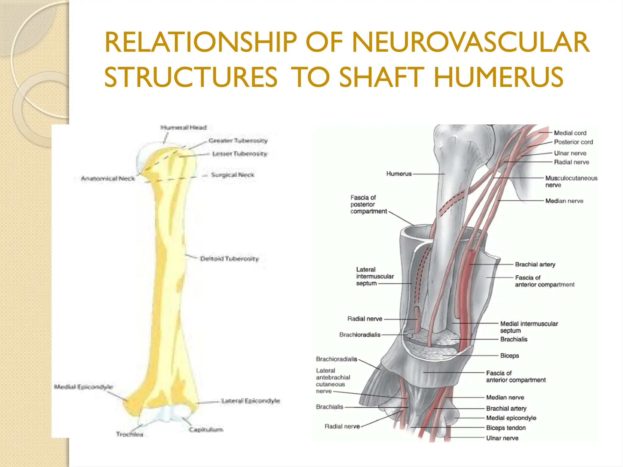 Fracture of humerus traumatilogy..... fractures | PPTX