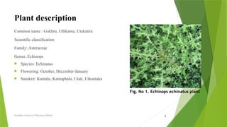 Pharmacy presentation on review articles | PPTX