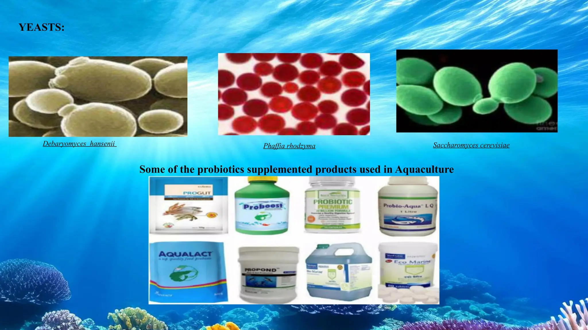 Probiotic bacteria and their importance in aquaculture | PPTX