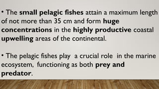 Overview of Indian pelagic fisheries(2019-2023) | PPTX