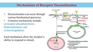 RECEPTOR DESENSITISATION, TYPES, MECHANISM, EXAMPLE | PDF