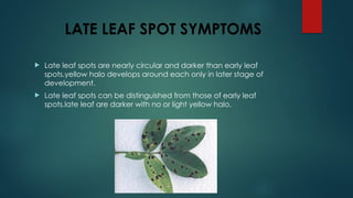 Tikka leaf spot of groundnut- soil and agricultural microbiology | PPTX
