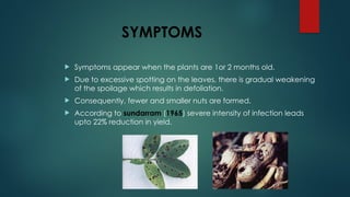 Tikka leaf spot of groundnut- soil and agricultural microbiology | PPTX