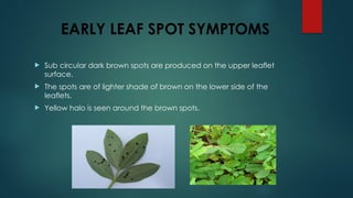 Tikka leaf spot of groundnut- soil and agricultural microbiology | PPTX