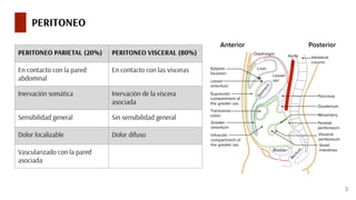Peritoneo y clasificación de los órganos | PDF
