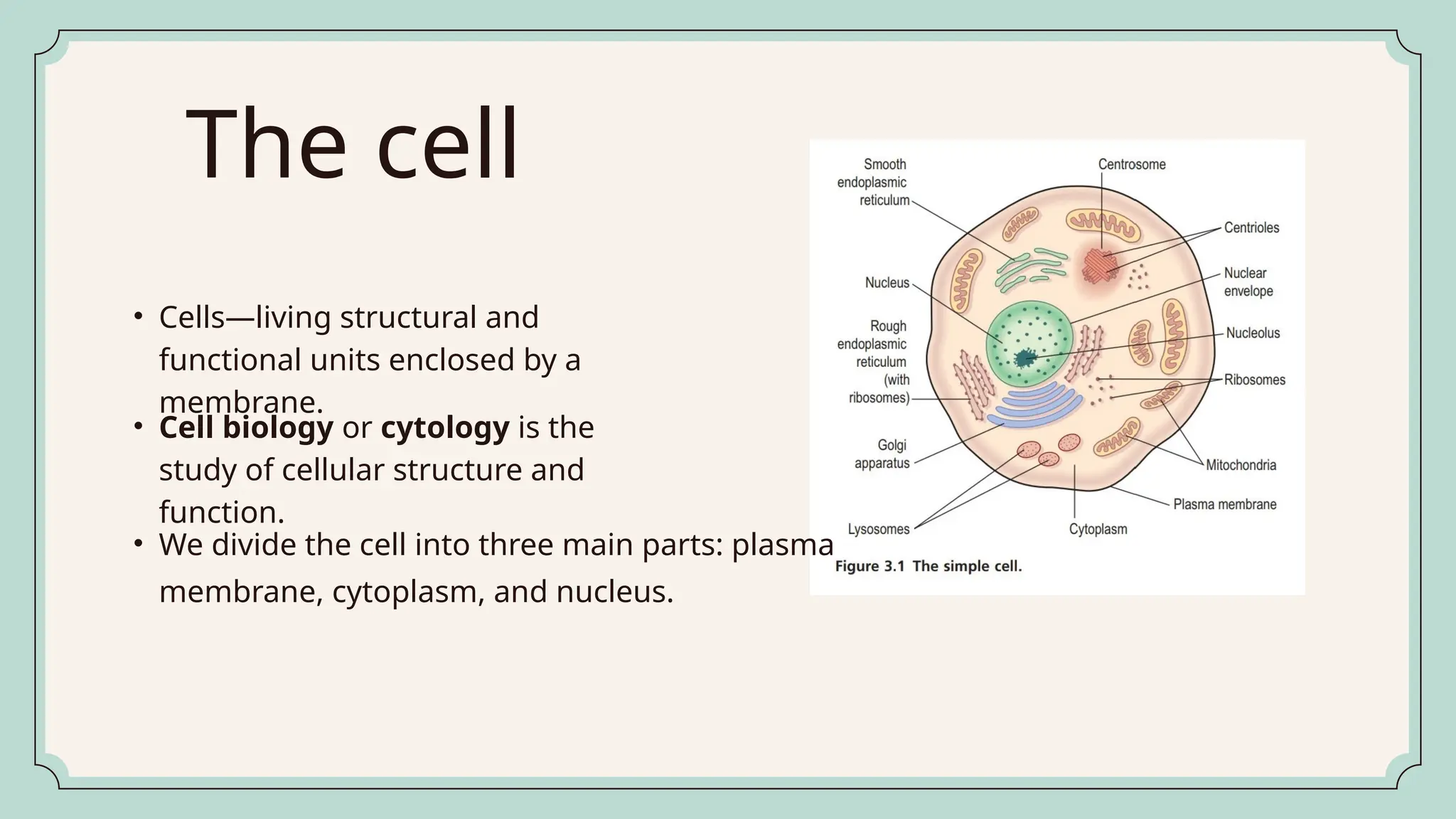 The structure and function of a cell, and it's organelles. | PPTX
